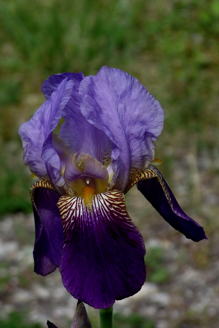 IRIS EN FLEURS photo et image | macro nature, macro iris, macro Images ...