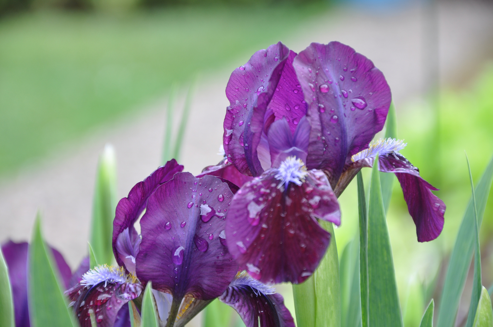 Iris giaggiolo nano Foto % Immagini| piante, fiori e funghi, fiori ...