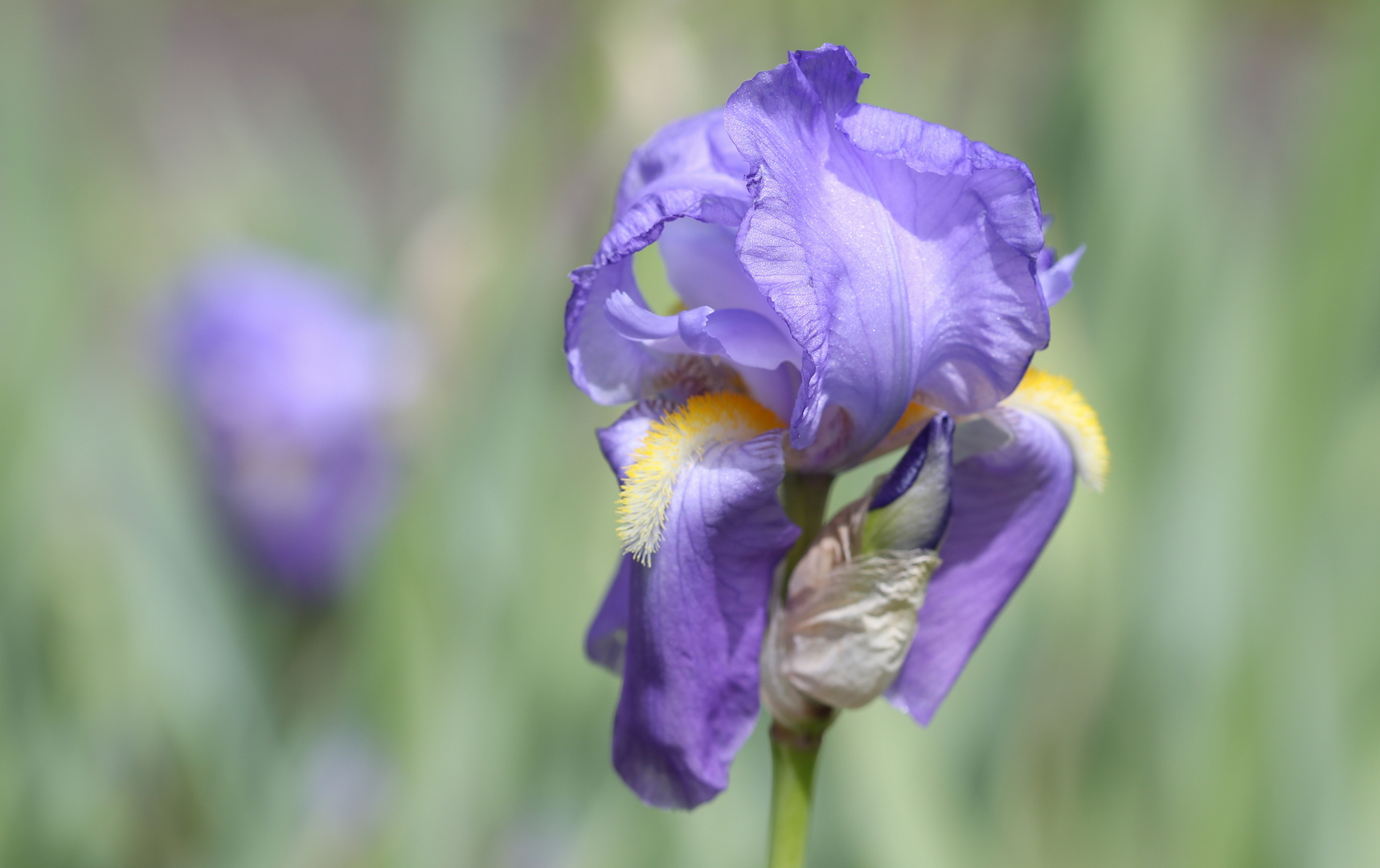 Iris pallida Foto & Bild | makro, natur, blumen Bilder auf fotocommunity