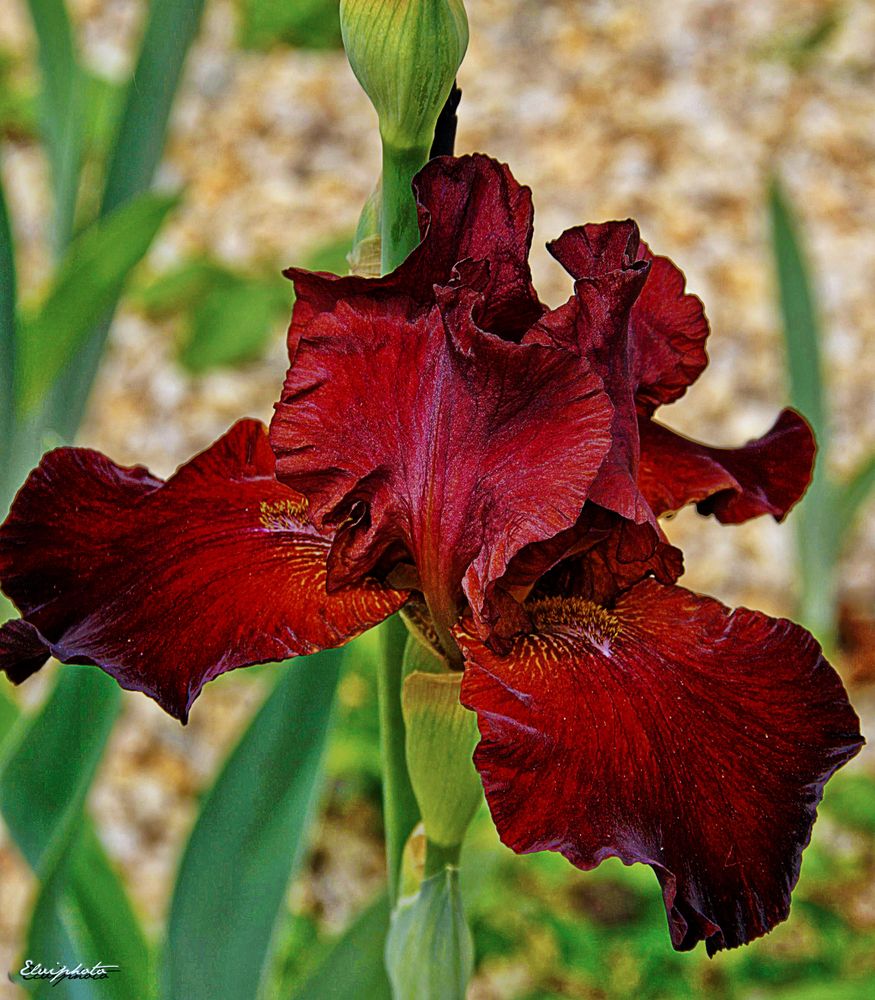iris rouge photo et image | animations photographiques, fleurs, iris ...