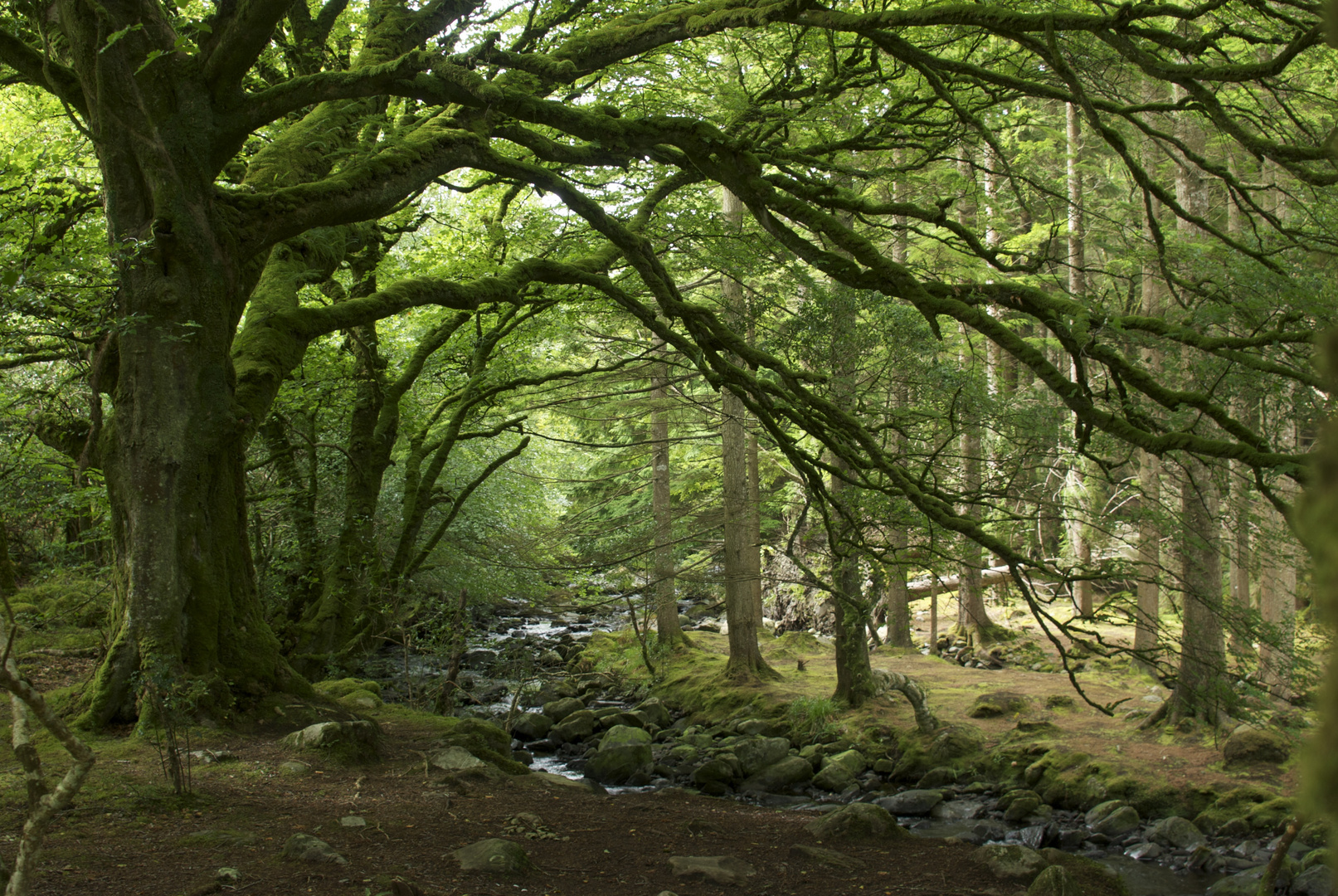 Irischer Eichenwald Foto & Bild | landschaft, wald, eiche Bilder auf ...
