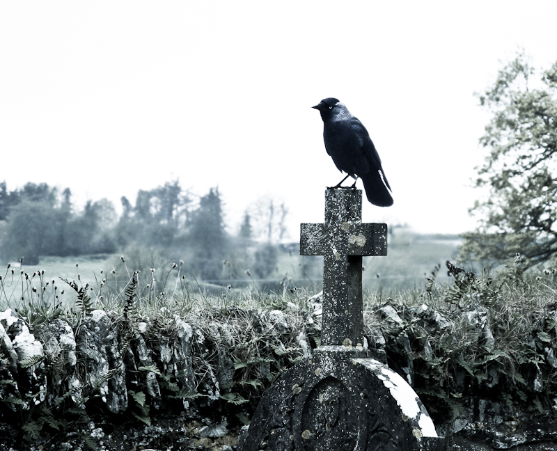 Irischer Rabe II Foto & Bild | tiere, wildlife, wild lebende vögel ...