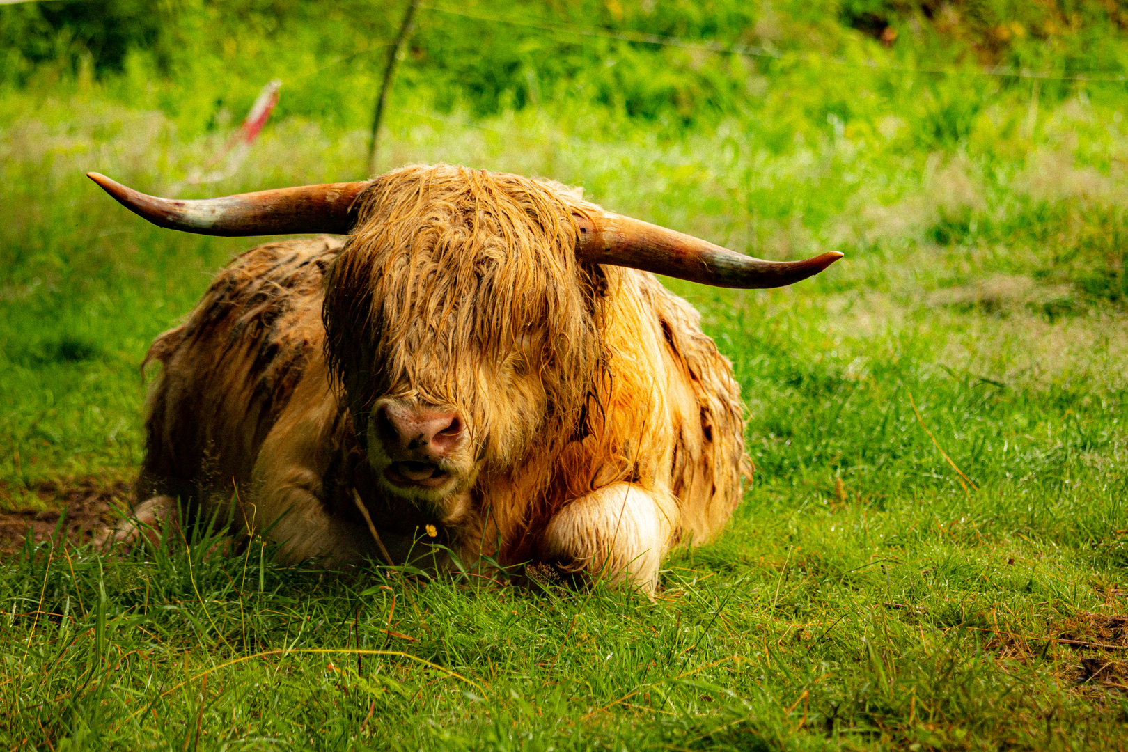 Irisches Rind Foto & Bild | fotos, natur, herbst Bilder auf fotocommunity