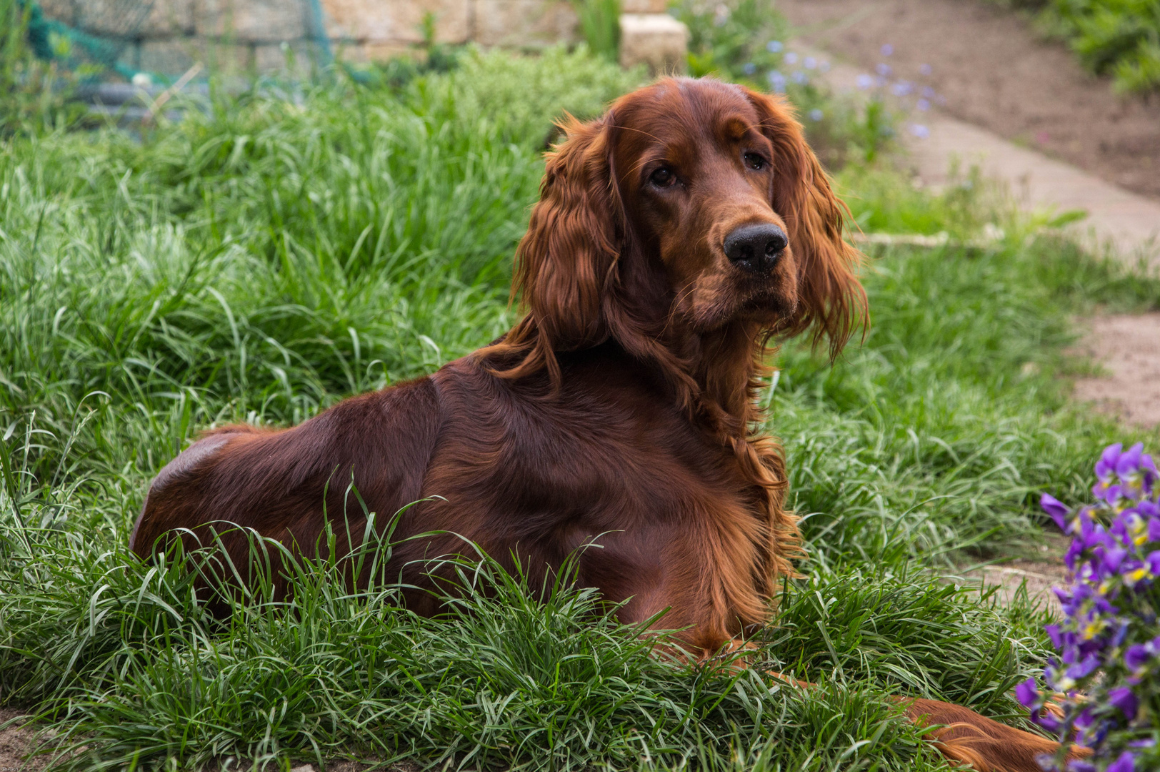 Irish Red Setter Foto & Bild | tiere, natur Bilder auf fotocommunity
