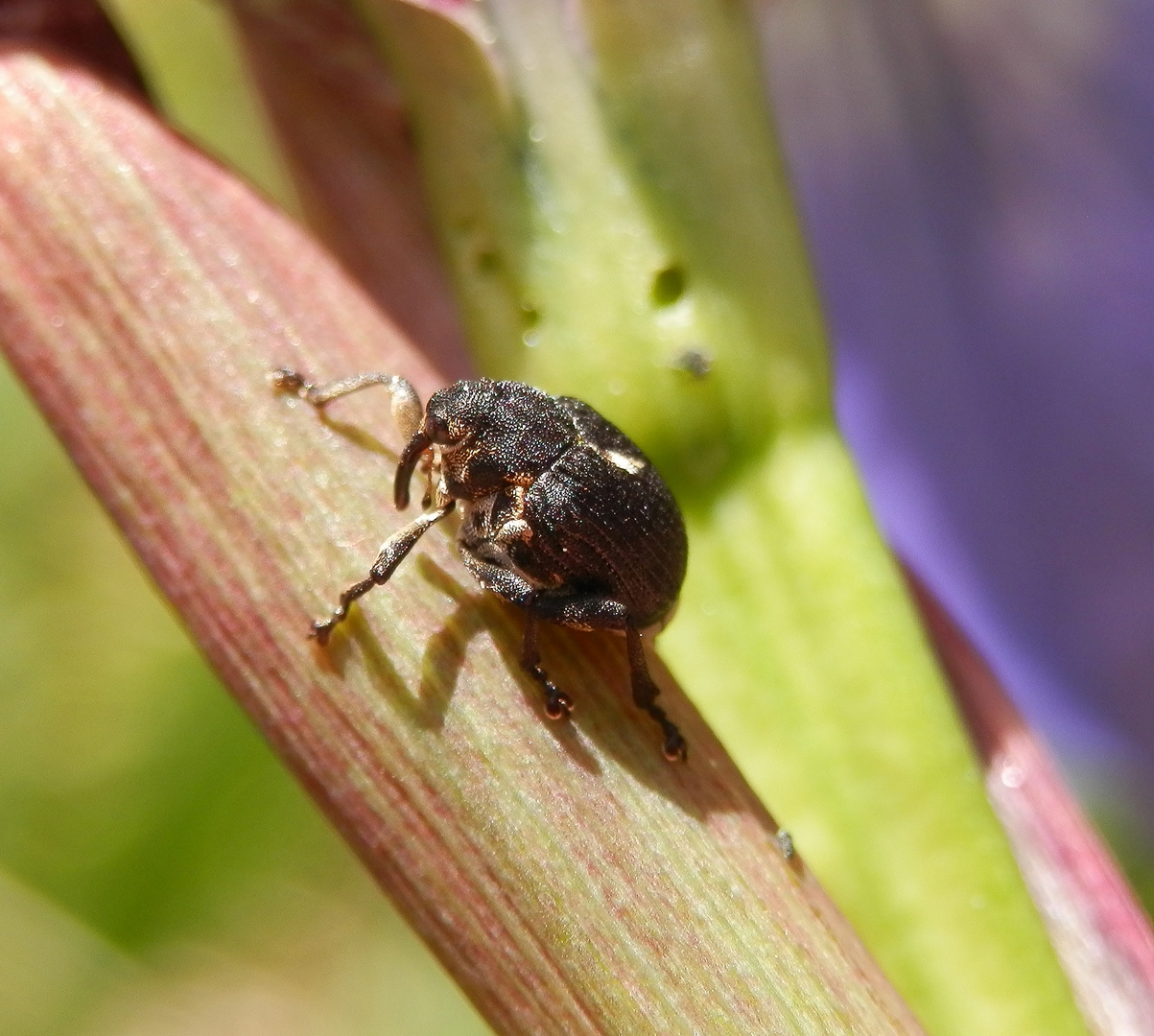 Irisrüssler (Mononychus punctumalbum) Foto & Bild | makro, natur ...