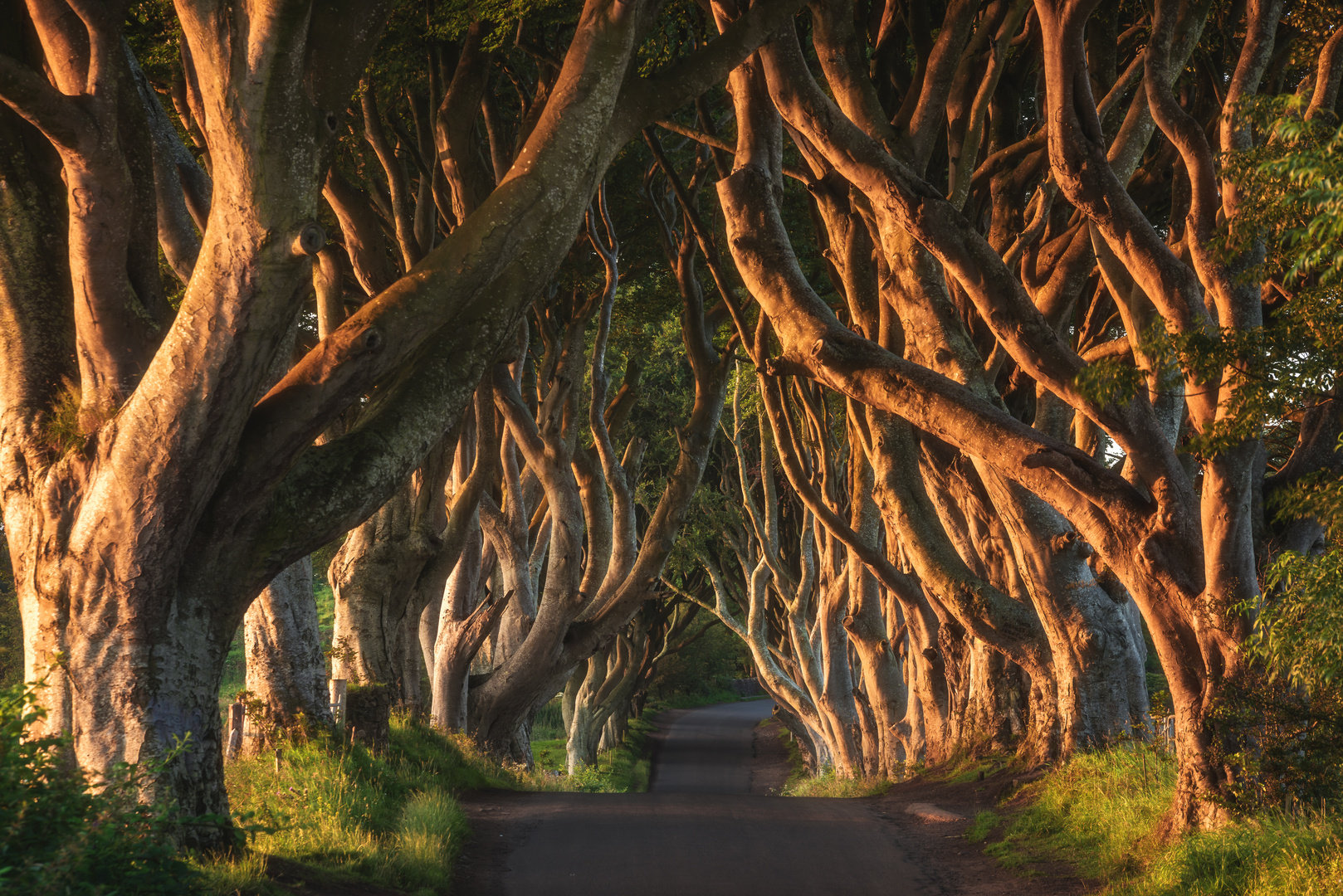 Irland - The Dark Hedges Foto & Bild | europe, united kingdom & ireland ...