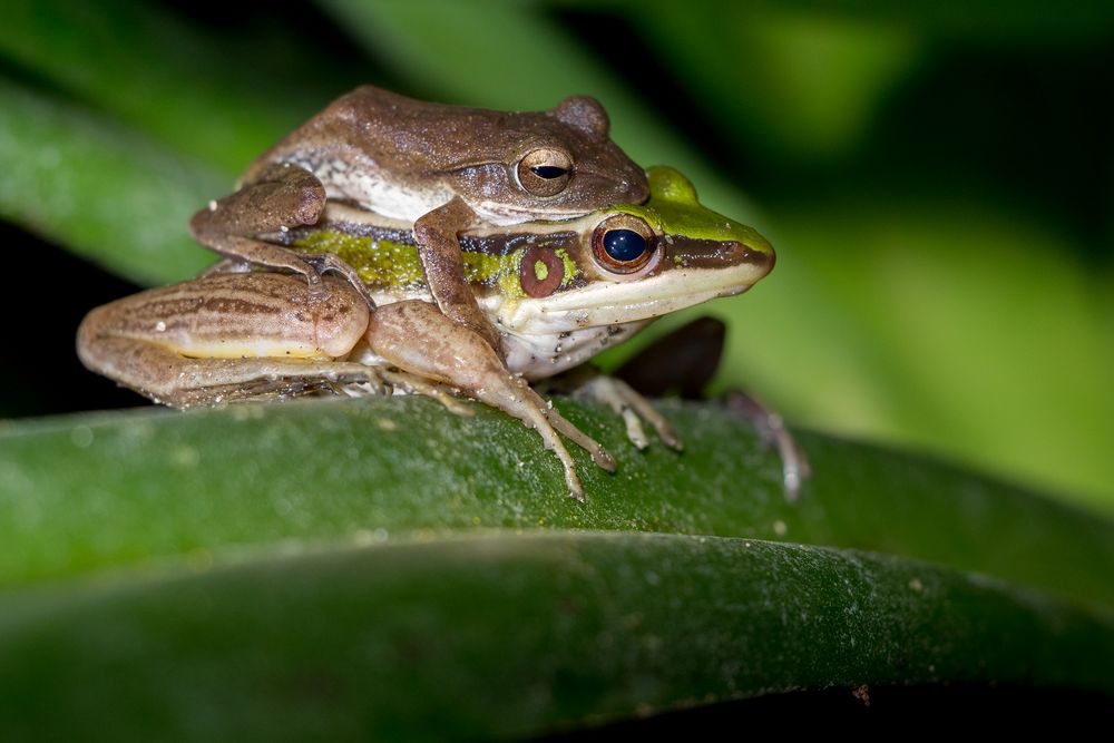 irren ist fröschlich Foto & Bild | world, natur, tiere Bilder auf ...