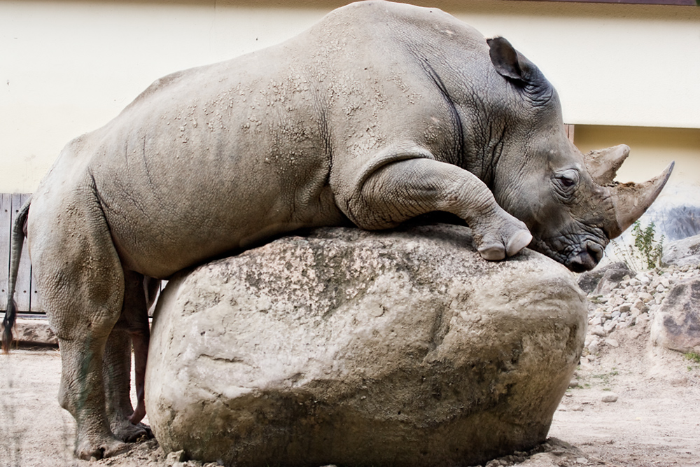 Irren ist menschlich......oder? ;-) Foto & Bild | tiere, zoo, wildpark ...