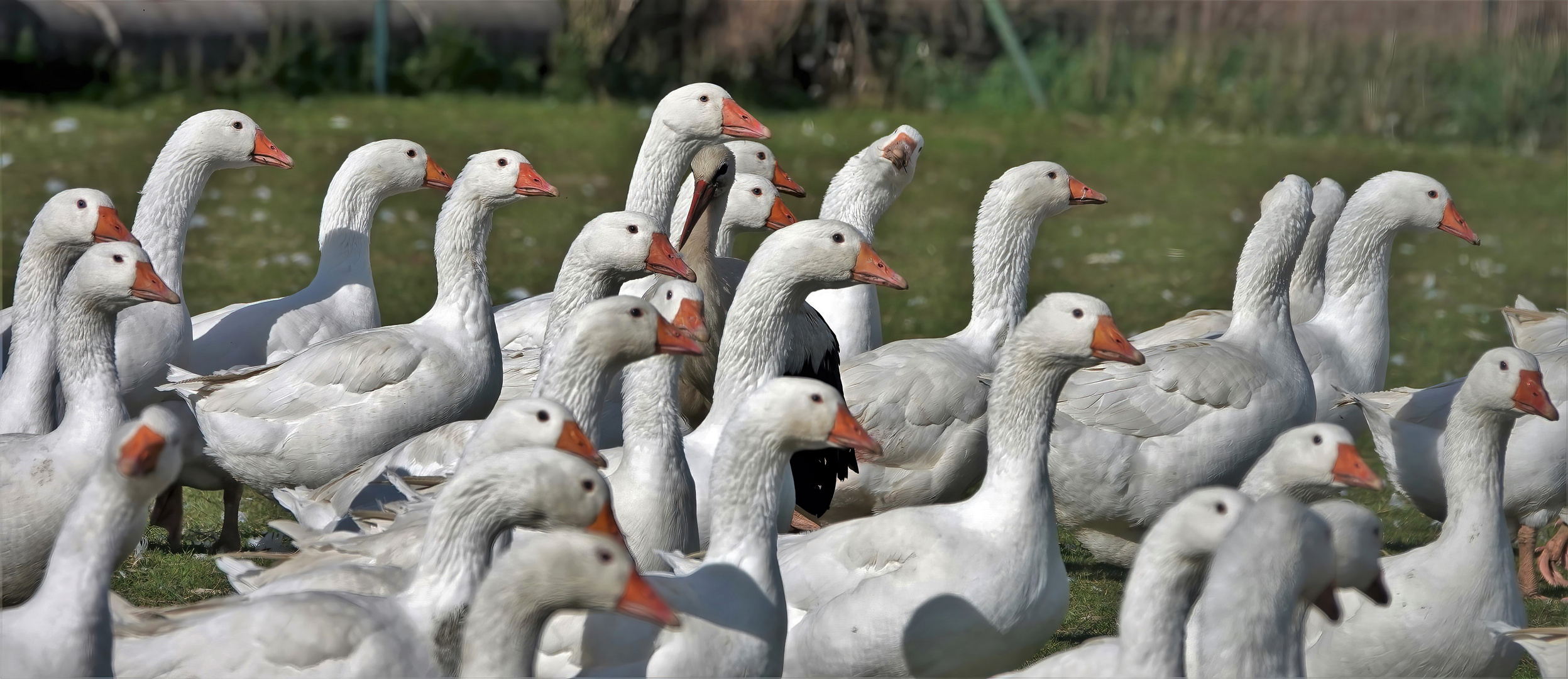 *Irrläufer* Suchbild Foto & Bild | tiere, wildlife, wild lebende vögel ...
