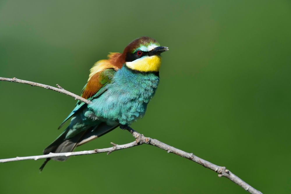 Is kalt... Foto & Bild | tiere, wildlife, wild lebende vögel Bilder auf ...