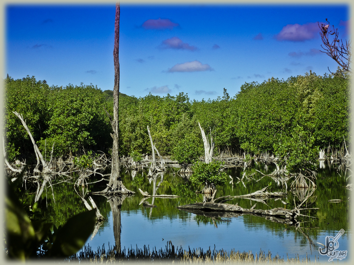 Isabela Puerto Rico Beach "Mangle" Imagen & Foto | paisajes, mar y ...