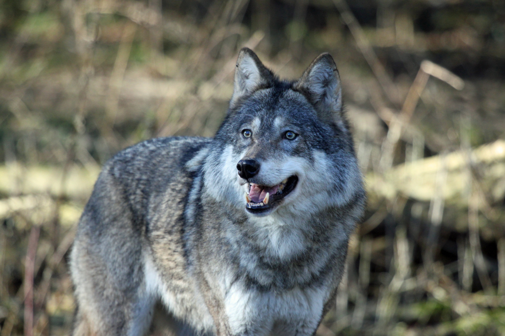 Isegrim Foto & Bild | tiere, zoo, wildpark & falknerei, säugetiere ...