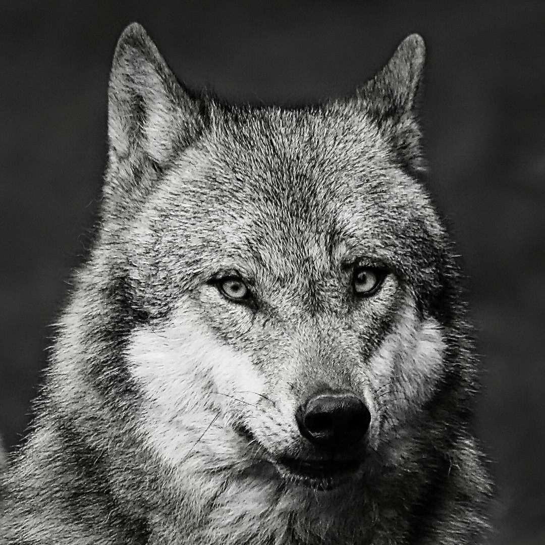 Isegrim... Foto & Bild | tiere, zoo, wildpark & falknerei, säugetiere ...