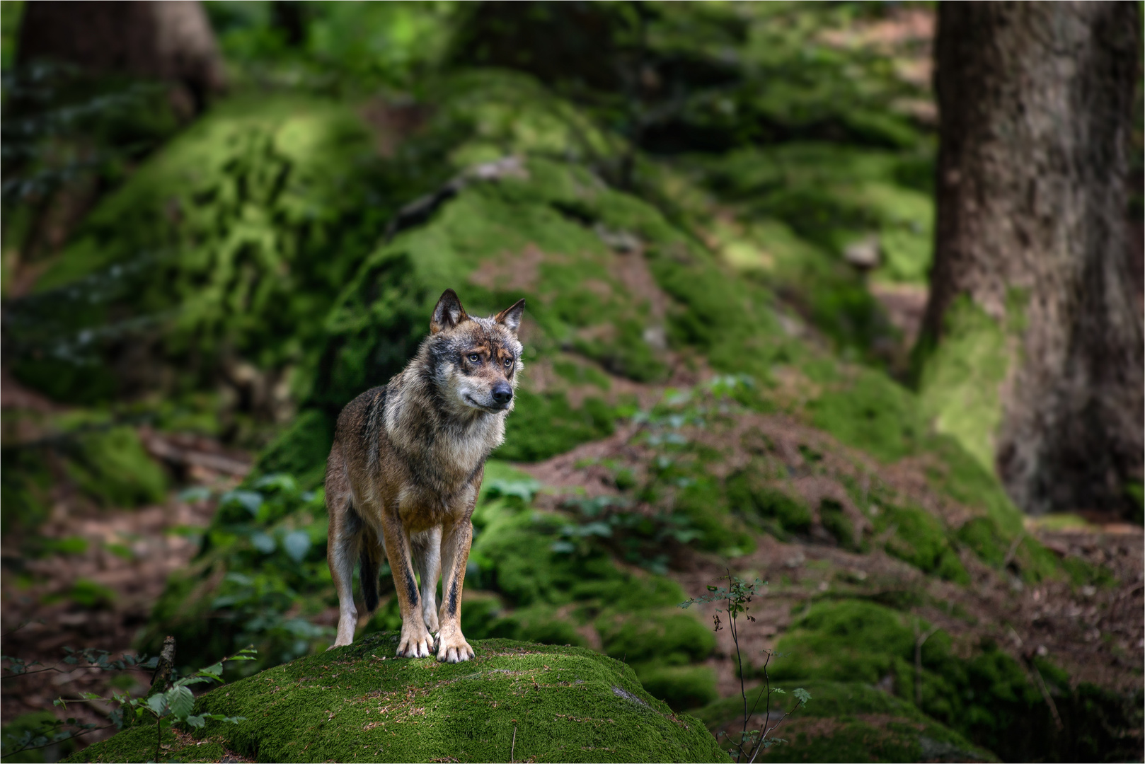 Isegrim Foto & Bild | wald, outdoor, natur Bilder auf fotocommunity