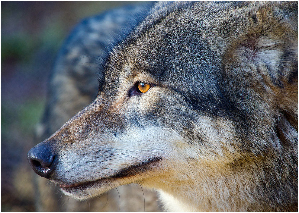 Isegrim Foto & Bild | tiere, zoo, wildpark & falknerei, säugetiere ...