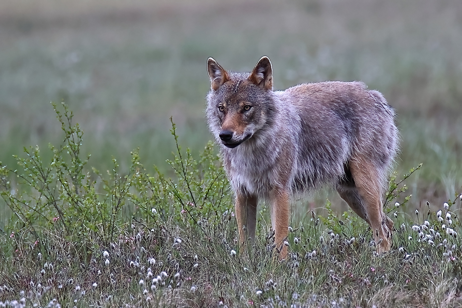 Isegrim Foto & Bild | natur, wolf, tiere Bilder auf fotocommunity