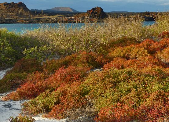 Galapagos Bilder & Fotos