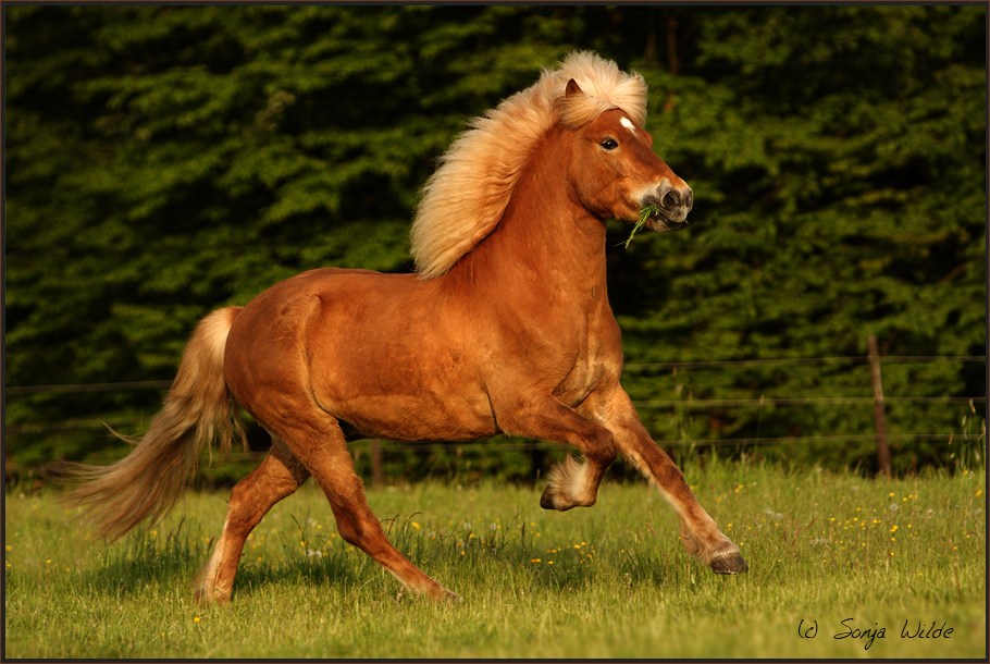 Isländer Foto & Bild | tiere, haustiere, pferde, esel, maultiere Bilder ...