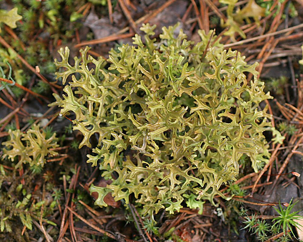 Isländisch Moos Foto & Bild | pflanzen, pilze & flechten, pilze & flechten, flechten Bilder auf ...