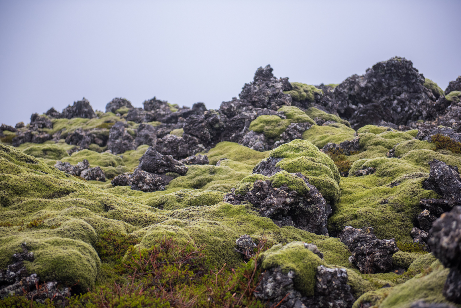 Isländisches Moos Foto & Bild | europe, scandinavia, iceland Bilder auf ...