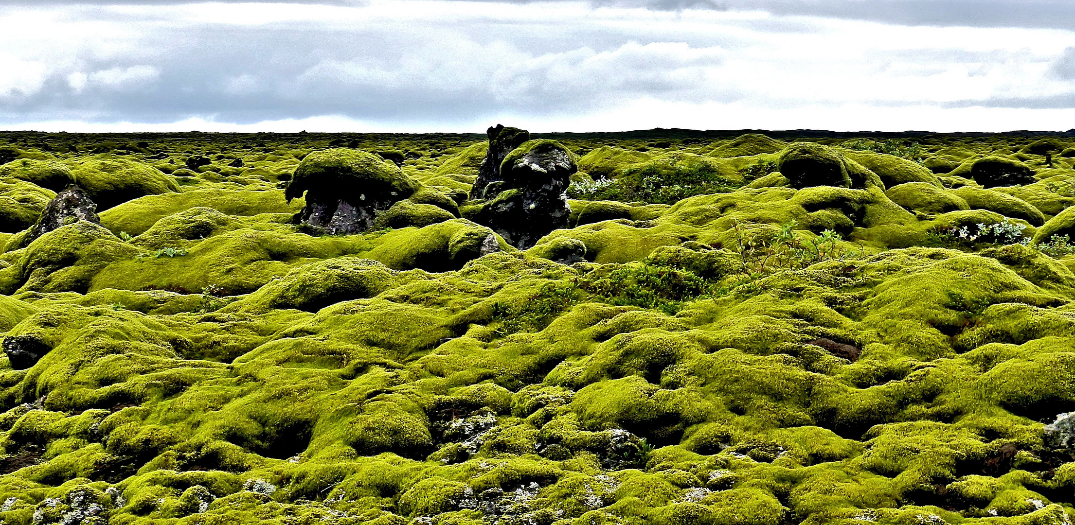 Isländisches Moos Foto & Bild | pflanzen, pilze & flechten, moose ...
