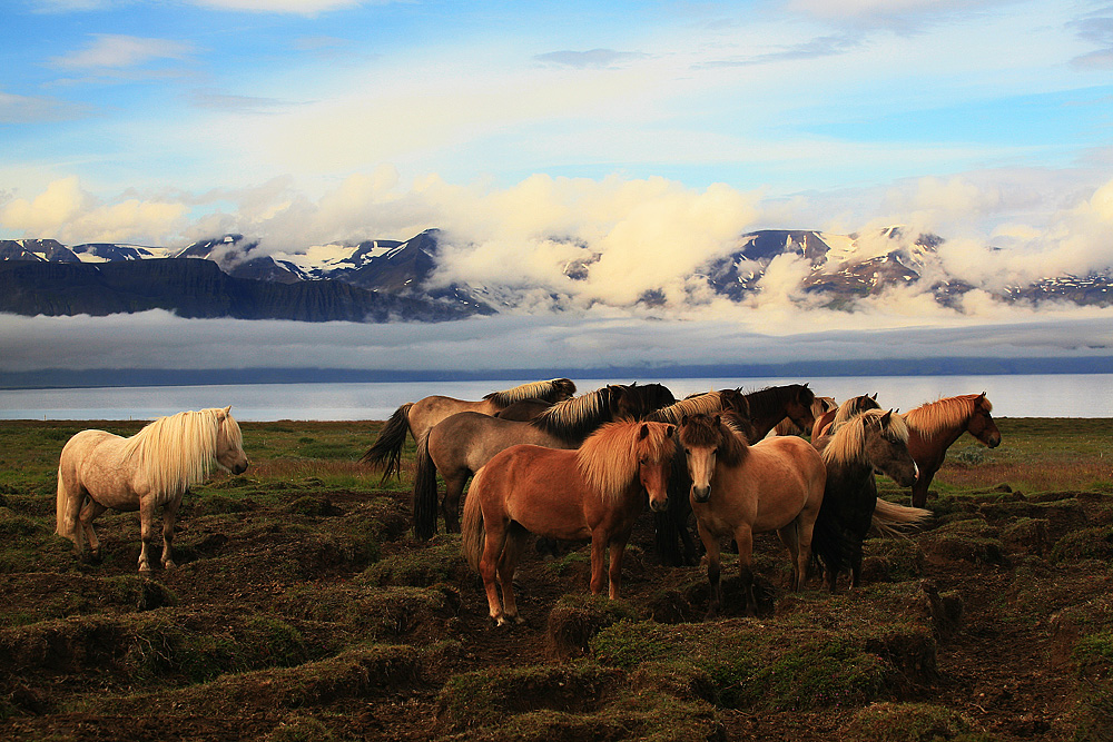 Island Pferde Foto & Bild | tiere, haustiere, pferde, esel, maultiere ...