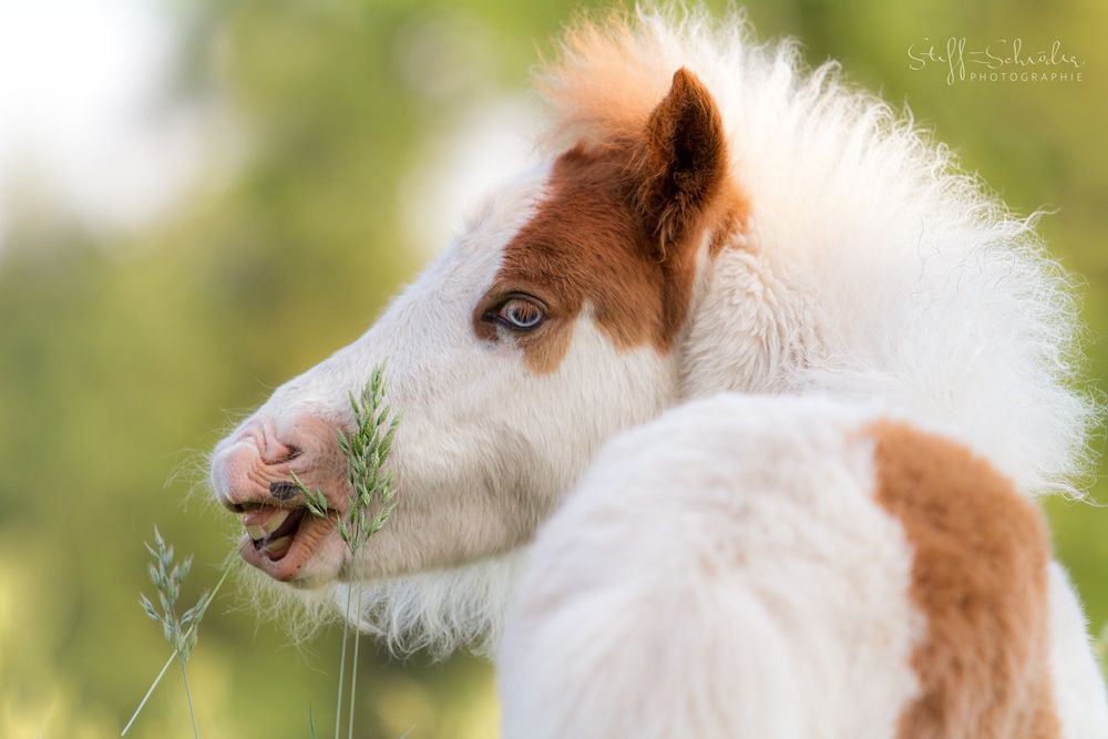 Islandfohlen Foto & Bild | gras, pferde, tiere Bilder auf fotocommunity