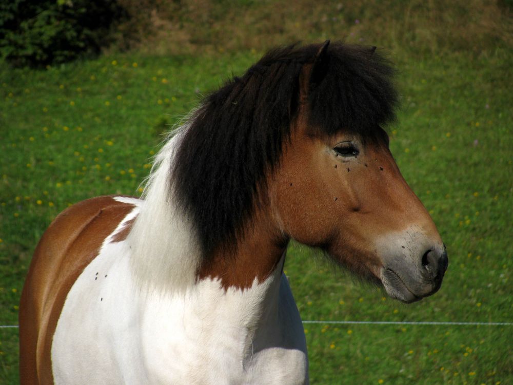 Islandpferd Braunschecke Foto & Bild | tiere, haustiere, pferde, esel ...