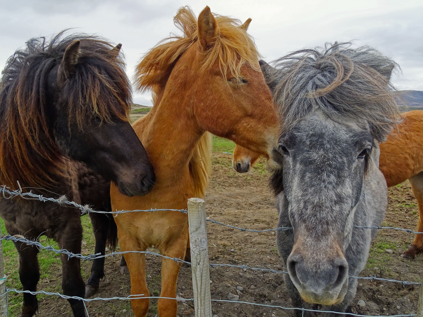Islandpferde Foto & Bild | tiere, haustiere, pferde, esel, maultiere ...