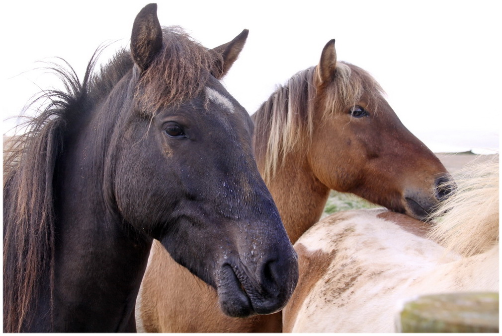 Islandpferde Foto & Bild | europe, scandinavia, iceland Bilder auf ...