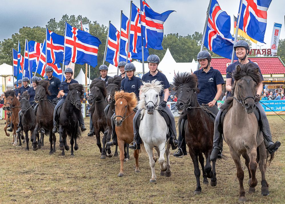 Islandpferde beim "Tölten" Foto & Bild | sport, natur, pferde Bilder ...