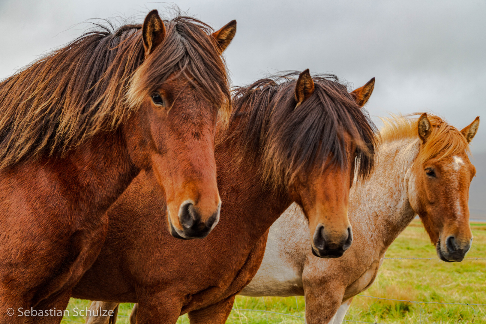 Islandpferde II Foto & Bild | europe, scandinavia, iceland Bilder auf ...