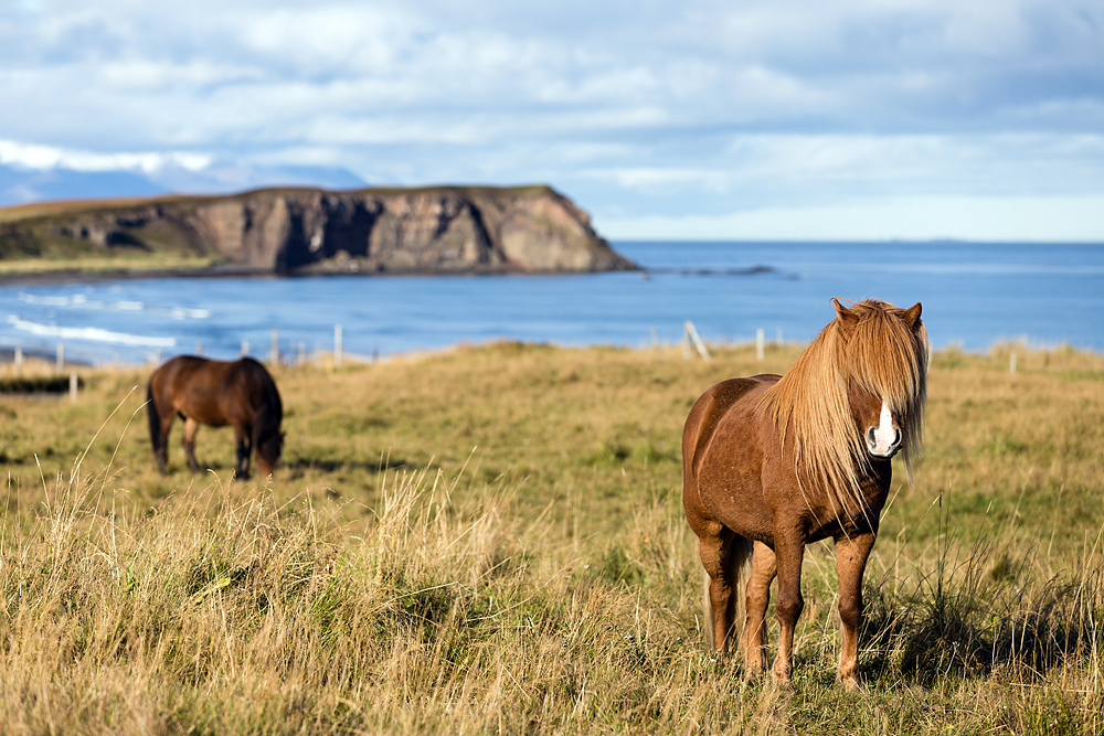 Islandpony Foto & Bild | europe, scandinavia, iceland Bilder auf ...