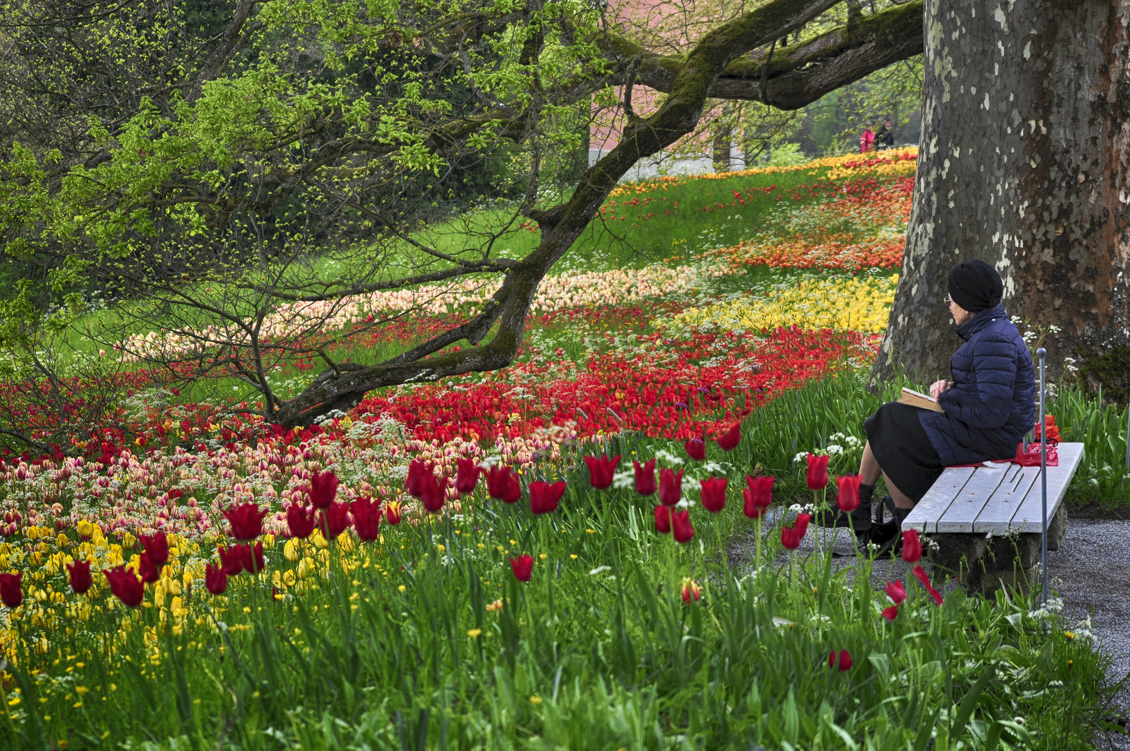 Isola di Mainau Foto % Immagini| paesaggi, boschi e foreste, fiori Foto ...