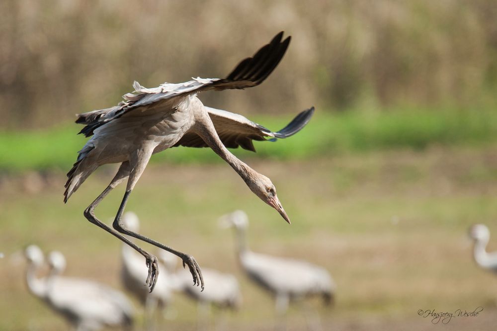 Israel_2014_12_08_11_49 Foto & Bild | tiere, wildlife, wild lebende ...