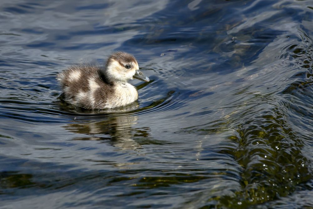 Ist das der Nil? Foto & Bild | tiere, wildlife, wild lebende vögel ...