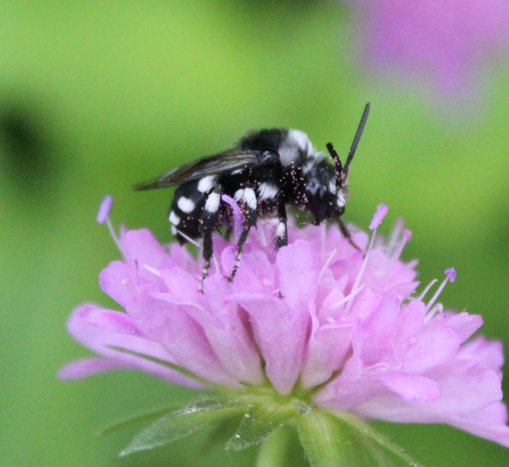 Ist das eine Melecta luctuosa ? Foto & Bild | natur, insekten, tiere Bilder auf fotocommunity