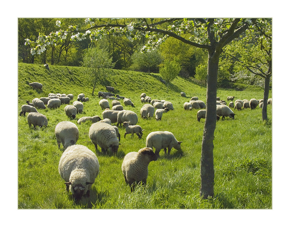 ...ist das jetzt Kitsch...? Foto & Bild | frühling, natur, landschaft ...