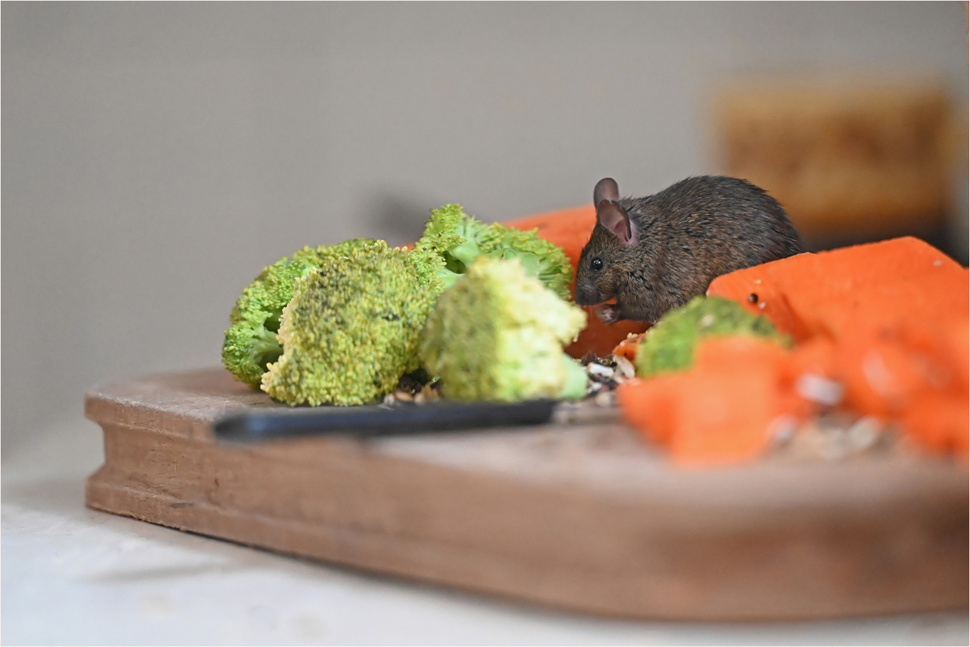 " Ist die Katze aus dem Haus.... Foto & Bild | spezial, natur, zoo ...