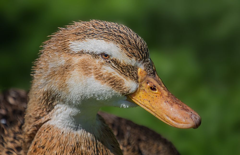 Ist doch alles quak Foto & Bild | tiere, tierdetails, natur Bilder auf ...