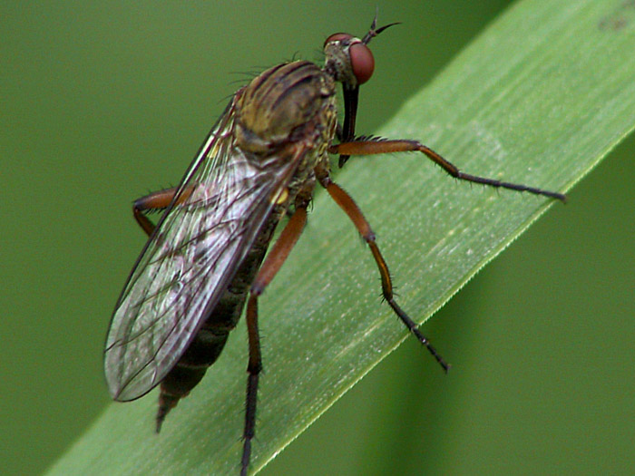 Ist es eine Fliege ?? Foto & Bild | tiere, natur Bilder auf fotocommunity