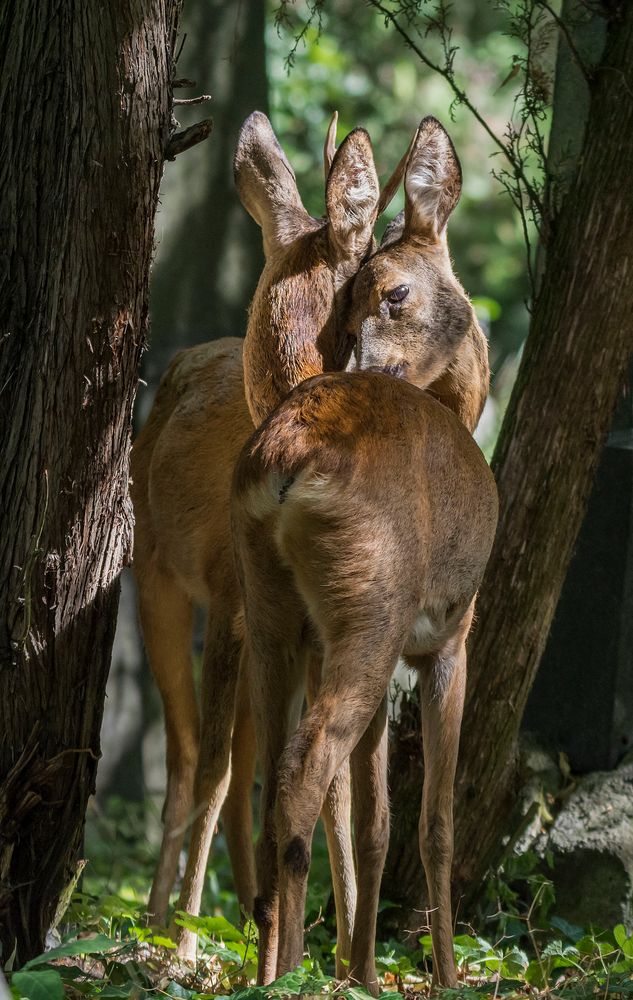 ist Liebe schön? Foto & Bild | tiere, wildlife, natur Bilder auf ...