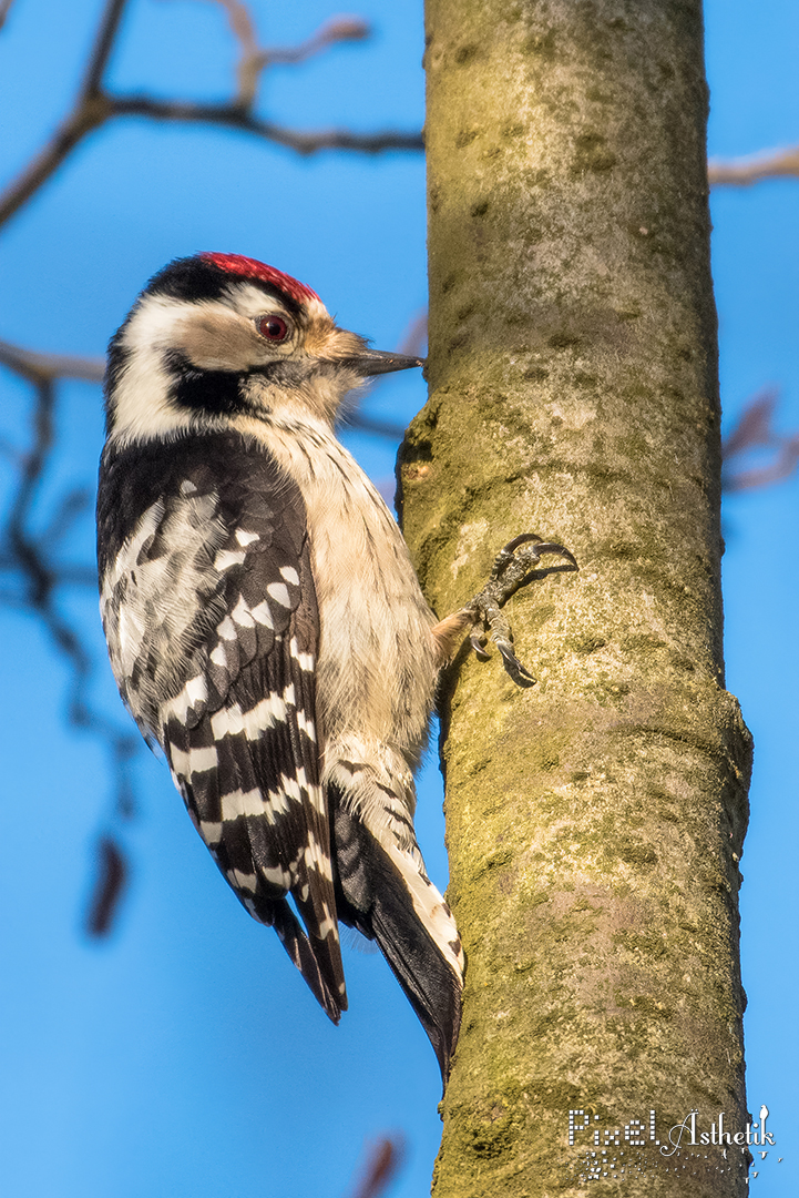 Ist so wie er heißt: Kleinspecht Foto & Bild | tiere, wildlife, wild ...