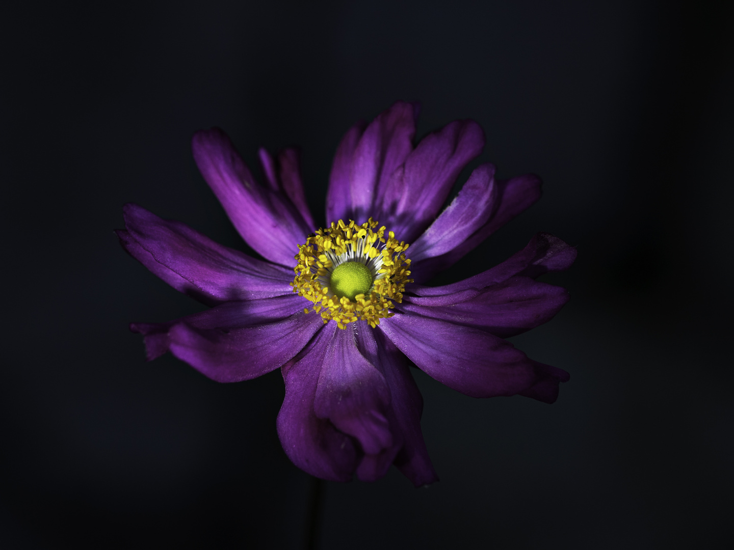 Italien - Südtirol - Herbstanemone Schloss Trautmansdorf Foto & Bild ...