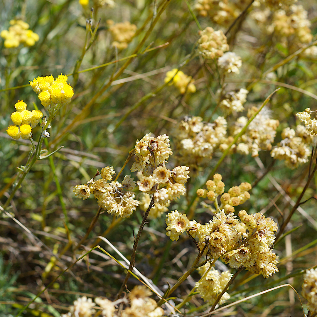 Italienische Strohblume (Helichrysum italicum) Foto & Bild | france ...