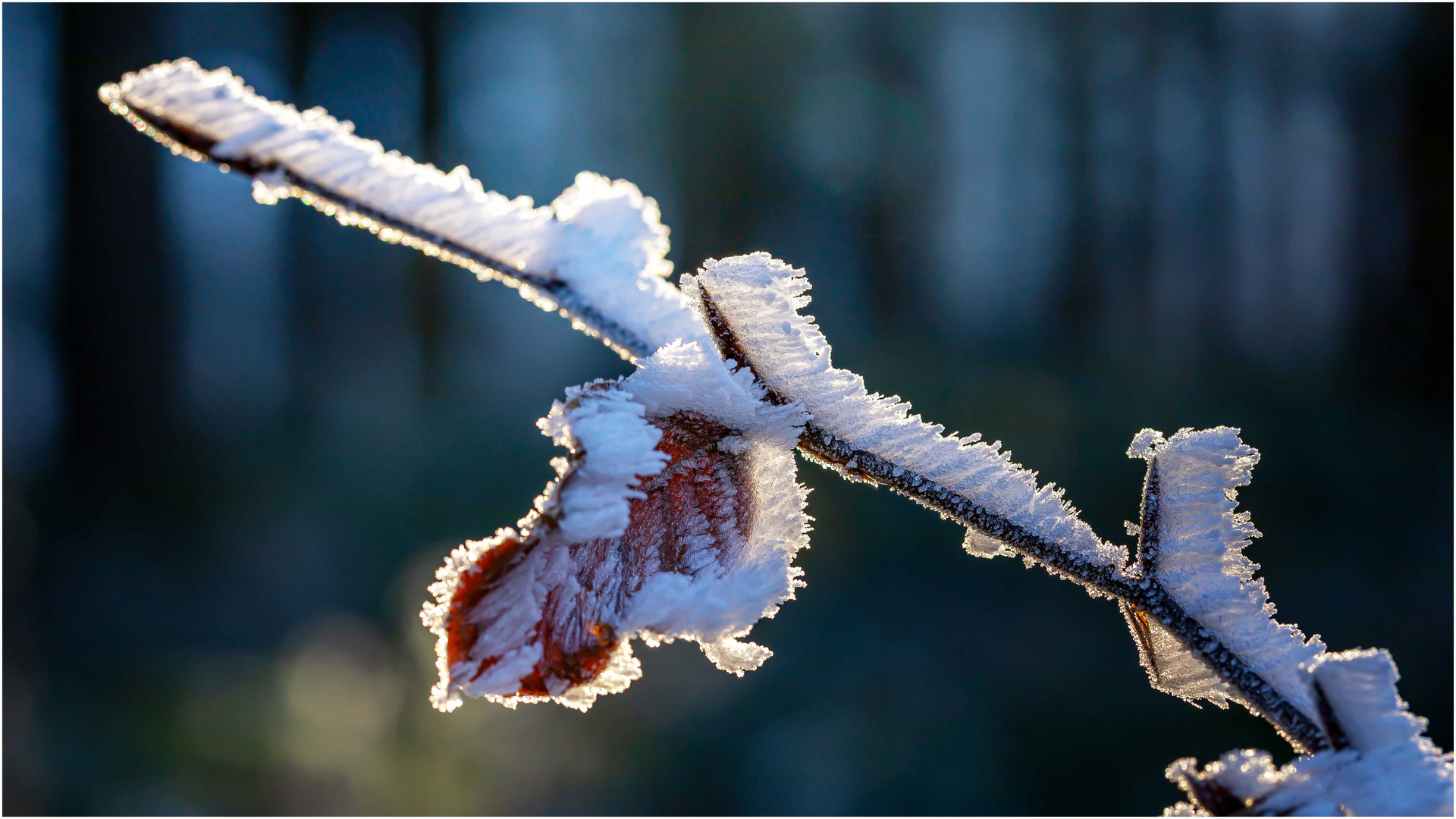 It's cold Foto & Bild | landschaft, jahreszeiten, winter Bilder auf ...