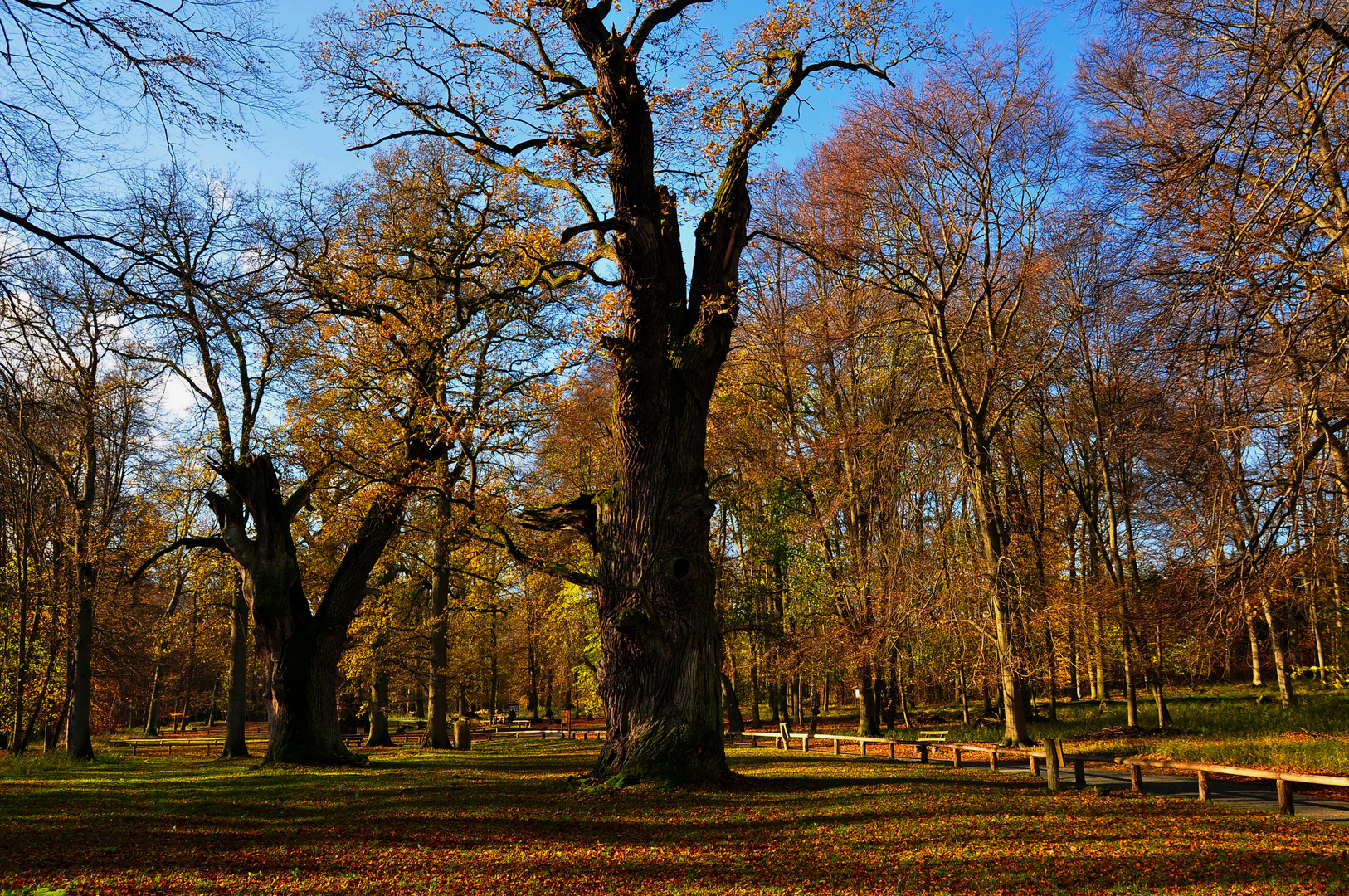 Ivenacker Eichen 2013 0003.jpg Foto & Bild | deutschland, europe ...