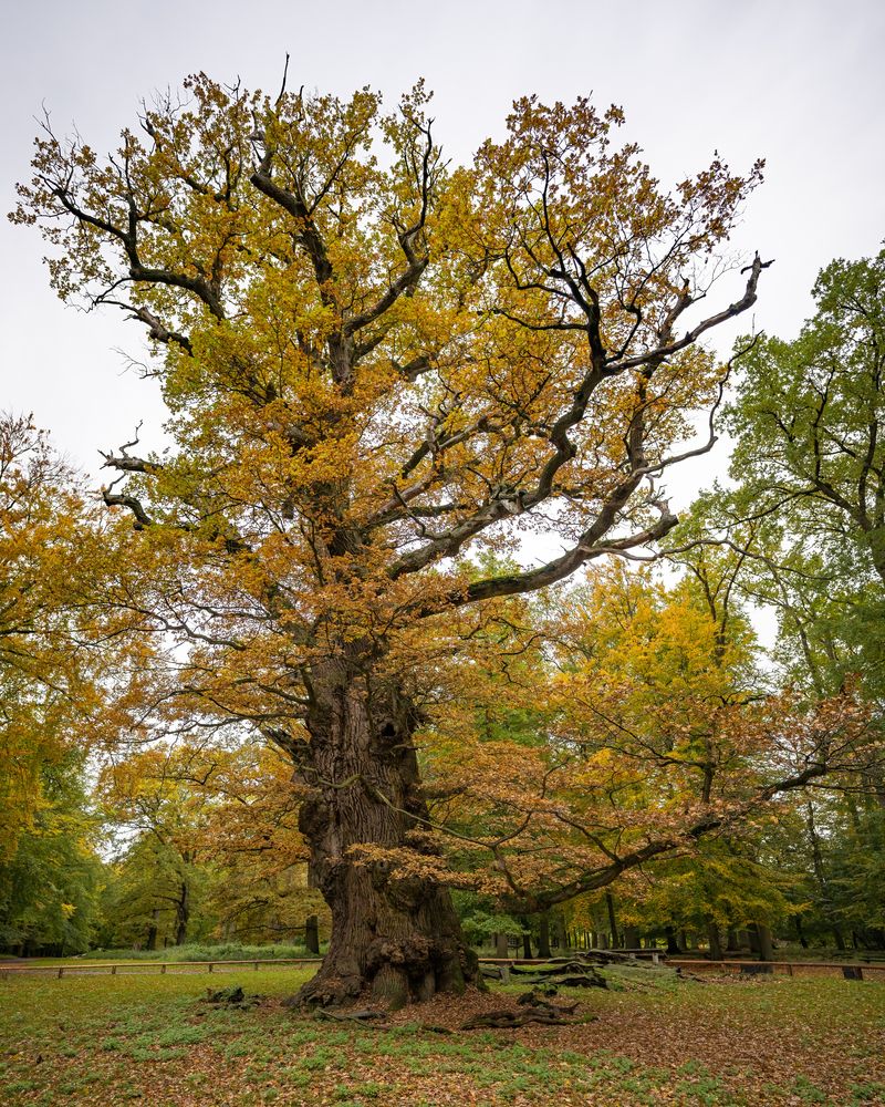 Ivenacker Eichen Foto & Bild | fotos, natur, landschaft Bilder auf ...