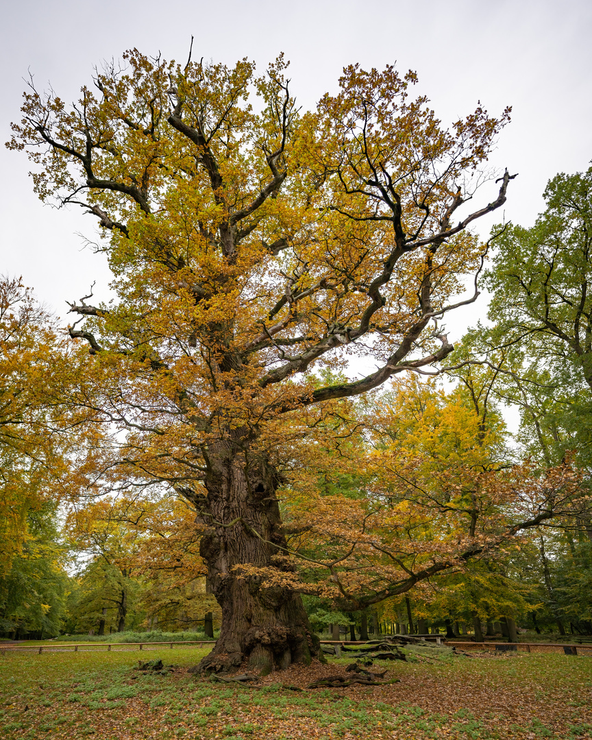 Ivenacker Eichen Foto & Bild | fotos, natur, landschaft Bilder auf ...
