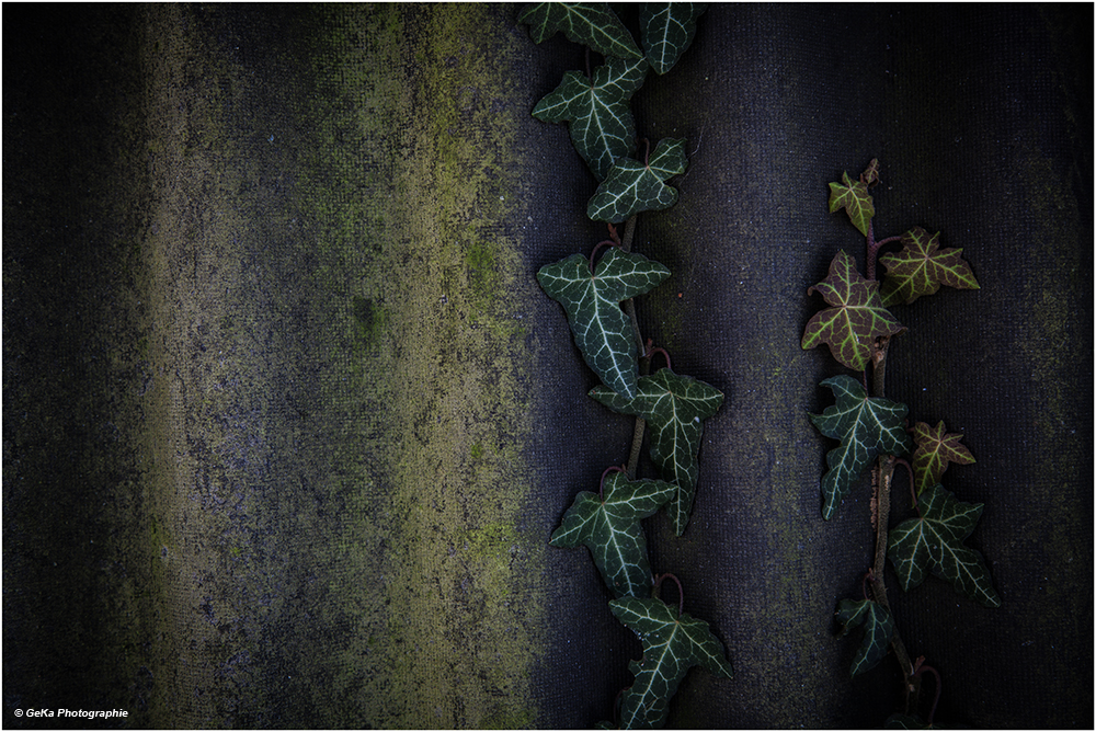 Ivy Foto & Bild | architektur, ländliche architektur, schleswig ...